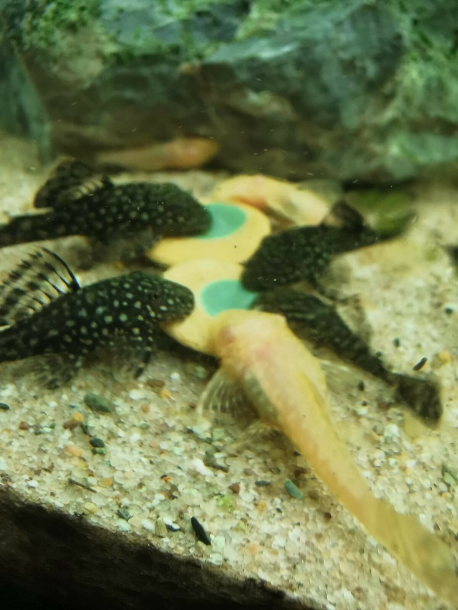 Baby Bristlenose Pleco