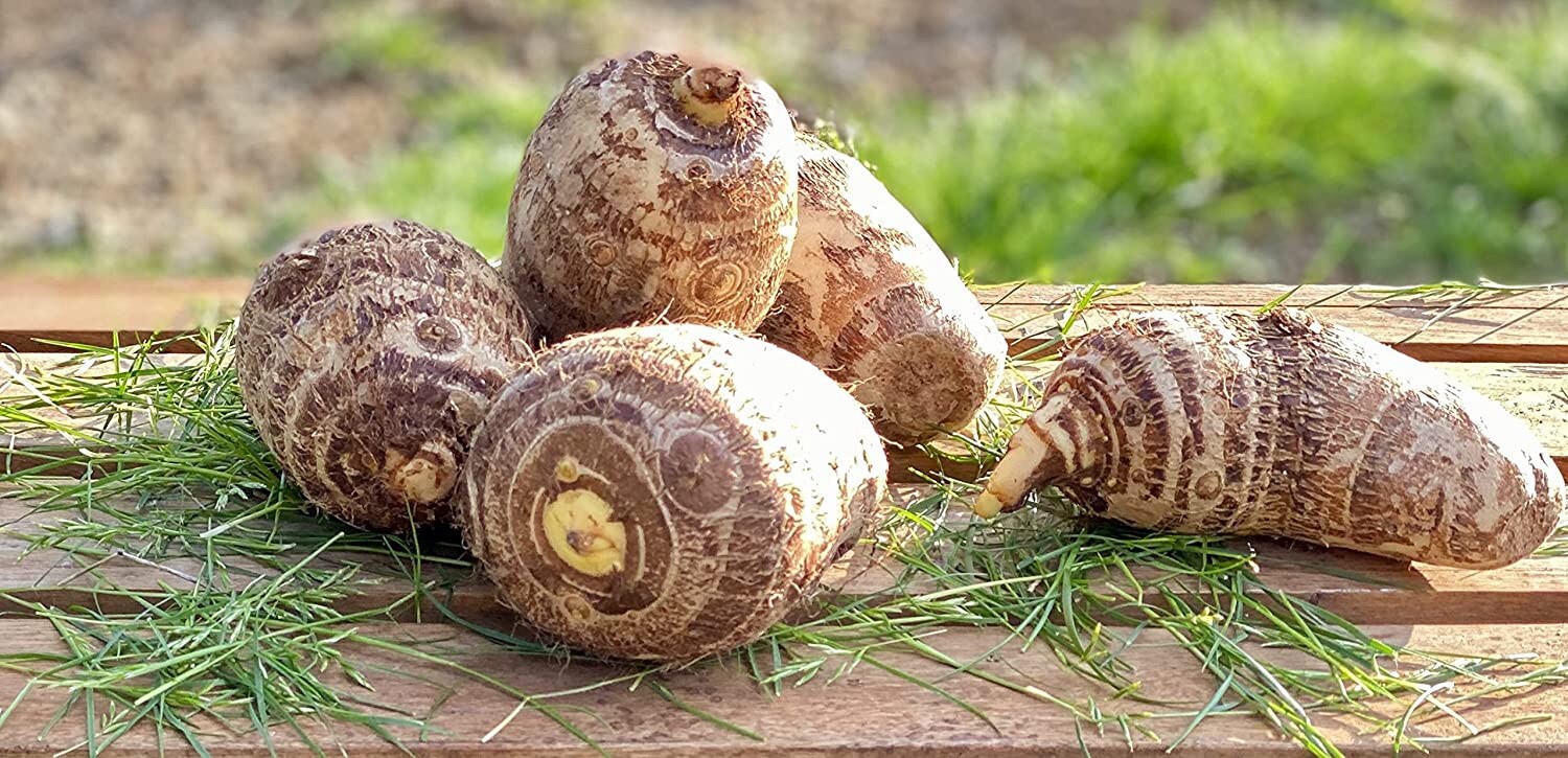 3 LIVE Colocasia Esculenta Elephant Ear Taro Gabi Kalo Eddo Bulbs READY ...