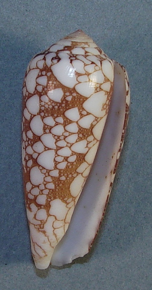 CONUS OMARIA 39.52mm BEAUTIFUL SPECIMEN Palawan, Philippines | eBay