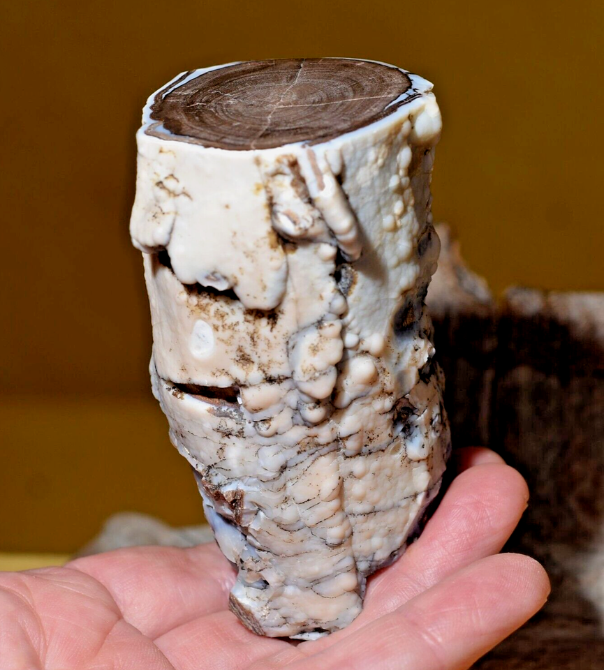 !WOW! Blue Forest Botryoidal Agatized Petrified Eocene Wood Tree Branch ...