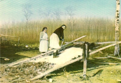 Indian Ladies Scrape The Hair From A Moose Hide For Tanning Postcard | eBay