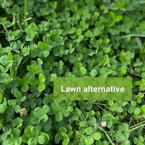 (2 Packs) Micro Clover Seeds Cover Crop Seeds / Fresh Flower 14,000 ...