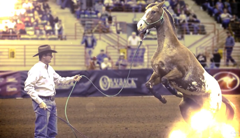 Clinton Anderson Colt Starting Kit - Horse Riding Groundwork 12-DVD Set ...