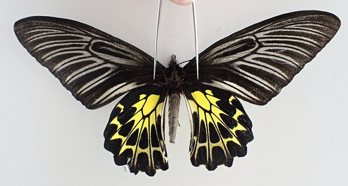 PA19505. Unmounted butterflies: Papilio sp. North Vietnam. | eBay