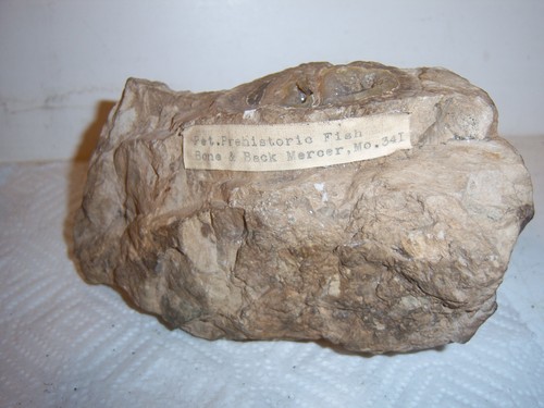 Ancient Prehistoric Fish Petrified Bone and Back fossil preserved ...