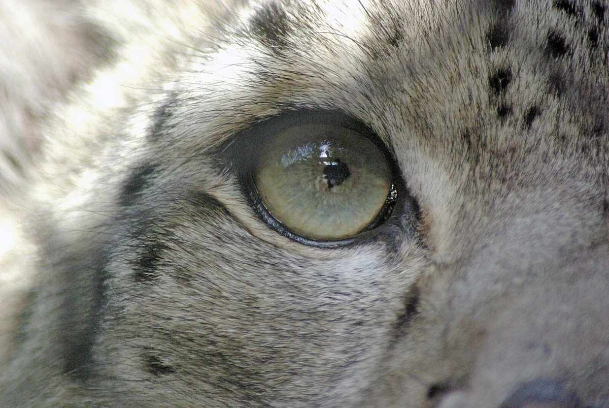 Snow Leopard Eyes Close Up