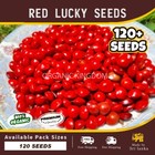 120 Lucky seeds Red Sandalwood Acacia Coral Bead wood saga Adenanthera ...