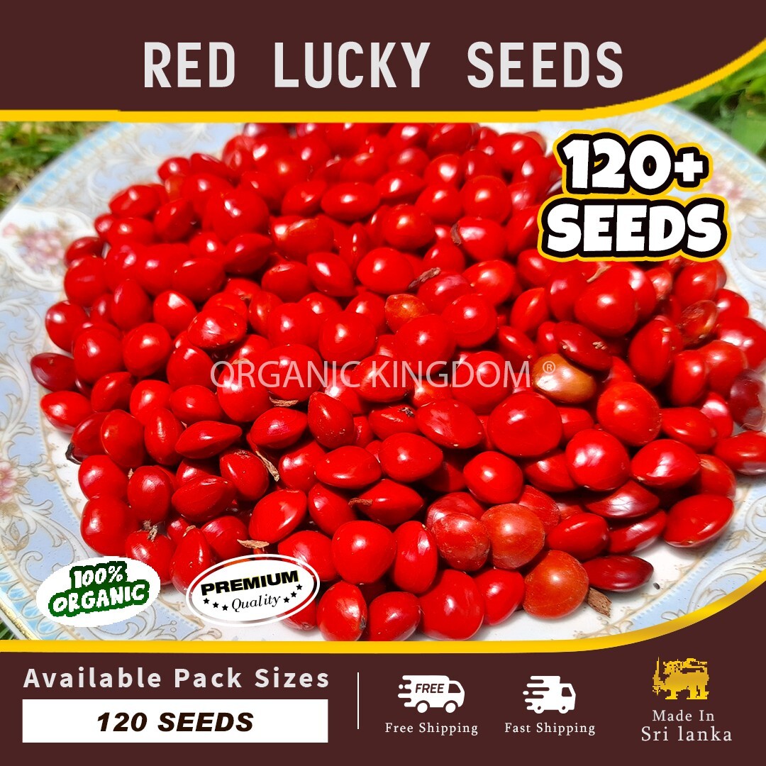 120 Lucky seeds Red Sandalwood Acacia Coral Bead wood saga Adenanthera ...