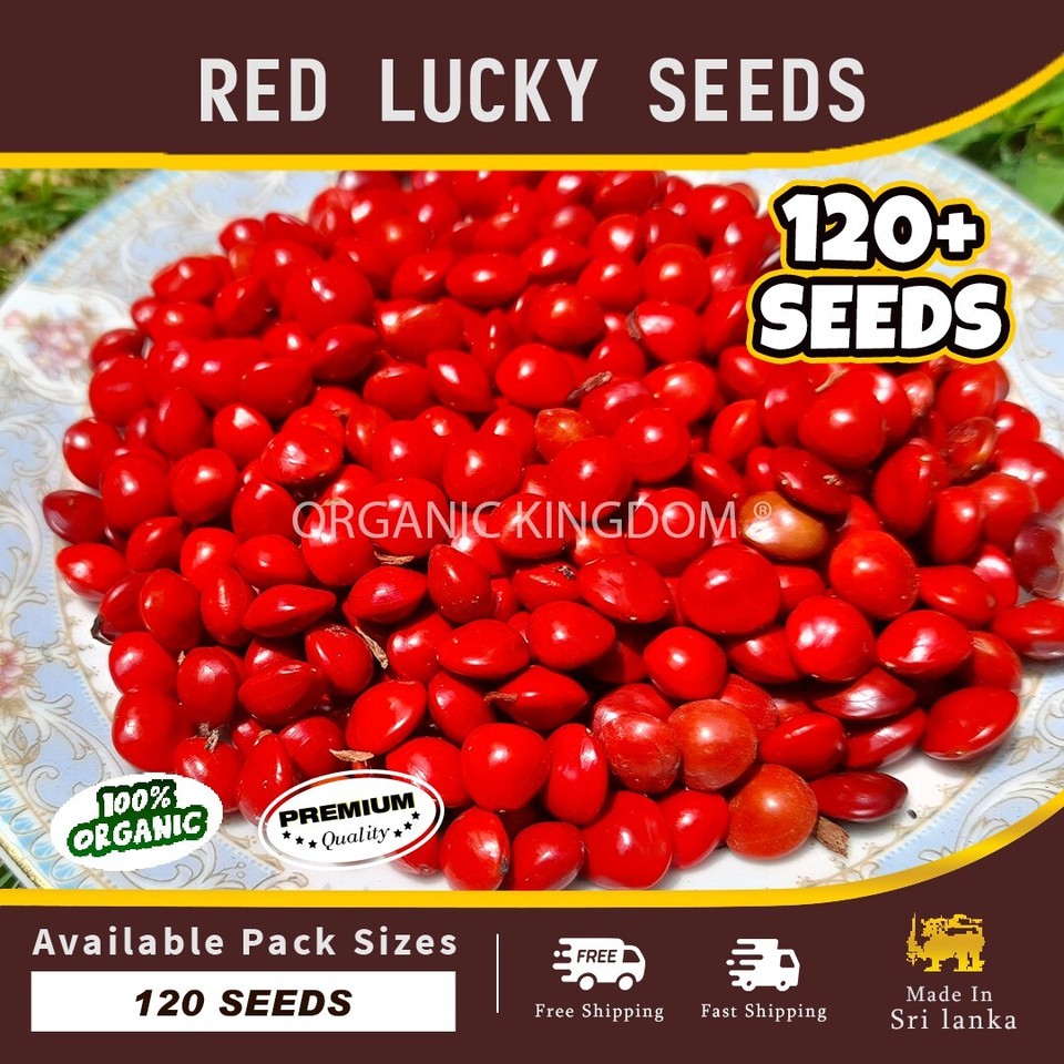 120 Lucky seeds Red Sandalwood Acacia Coral Bead wood saga Adenanthera ...