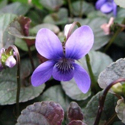 Viola labradorica plug plants purple flowers perennial alpine violet ...