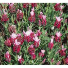 25+ Red Lavender Perennial Flower Seeds * | eBay