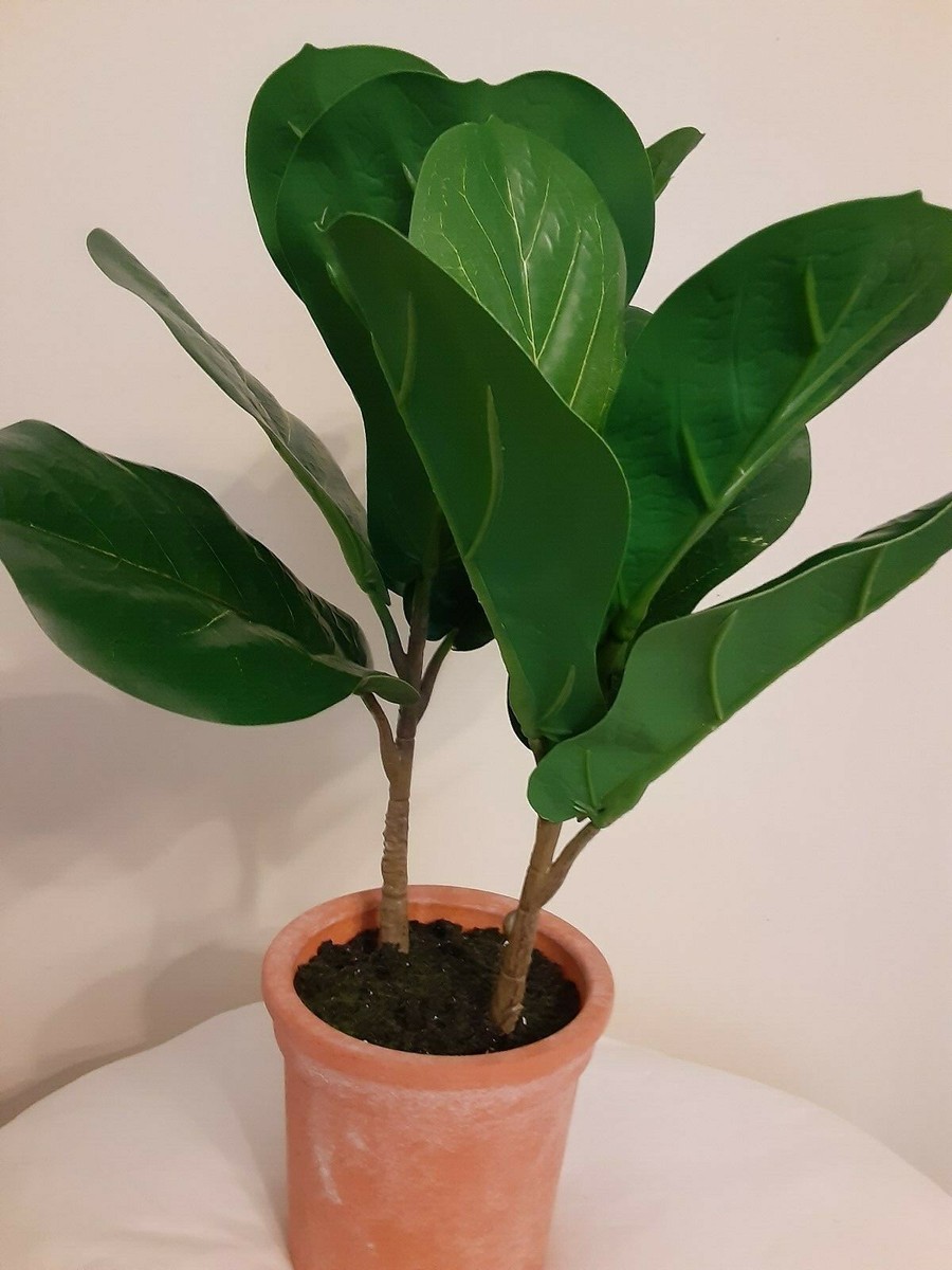 magnolia fiddle leaf fig