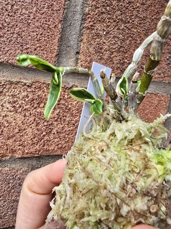 Dendrobium Moniliforme 'Hujizuru' Unusual form bulbs and Leafs ORCHID ...