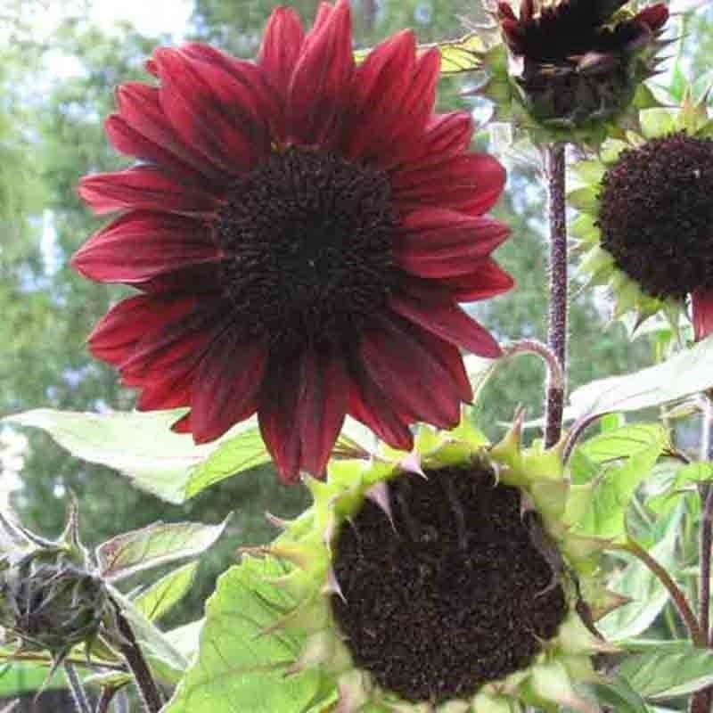 75+ RED SUN SUNFLOWER SEEDS 🌹 | RARE MAROON • CUT FLOWER HEIRLOOM FREE ...