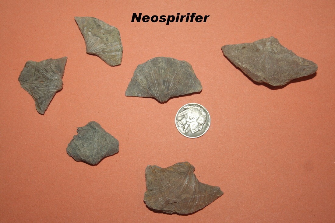 12 Neospirifer brachiopods from Texas study quality | eBay