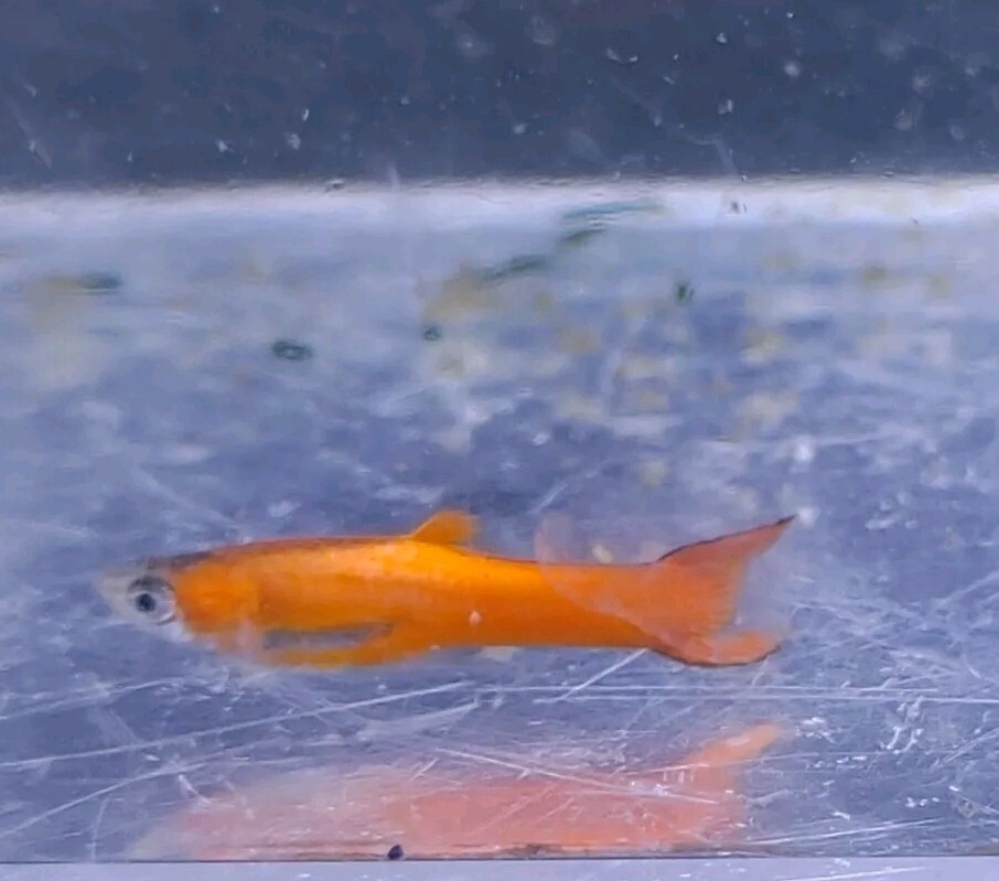 2 pair (2M/2F) Chili Endlers Guppy Freshwater Tropical Livebearer Fish ...