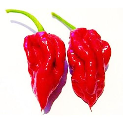 50 Red Ecuadorian DEVIL'S Breath Pepper Seeds Hot TONGUE Chilli Organic ...