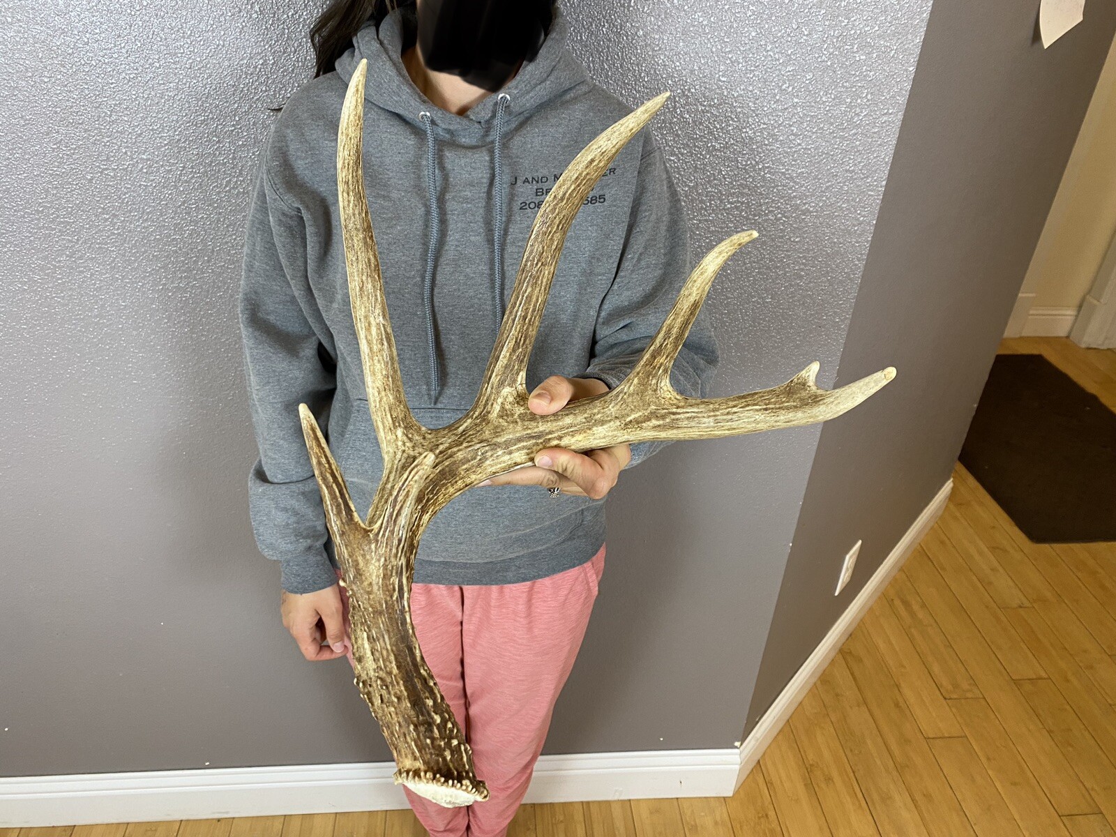 BIG Whitetail Deer Antler Shed Wild Horns Elk Decor Antlers Sheds 6pt ...