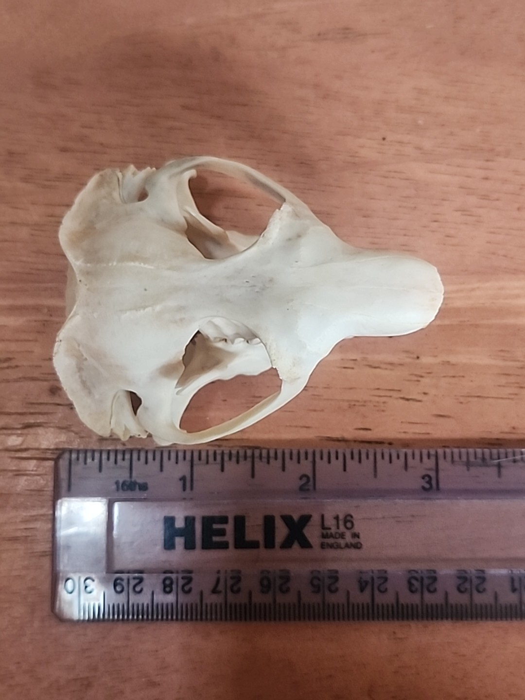 Mountain Beaver Skull
