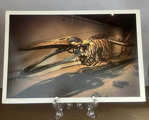 Postcard Skeleton Of Finback Whale Nantucket Whaling Museum | eBay