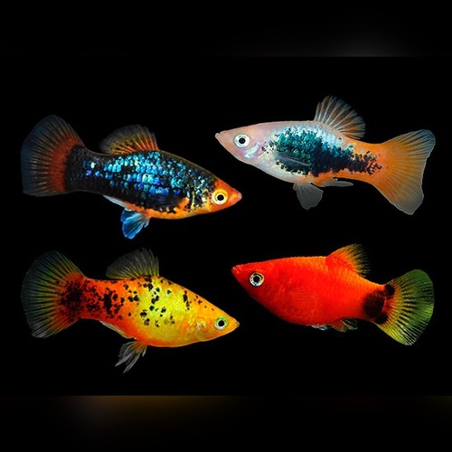 6-Pack Assorted Platy – Live Freshwater Fish, Mixed Colors & Male ...