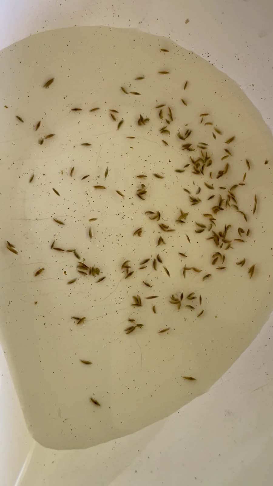 60+ Live Scuds- Food/Cleanup Crew- Freshwater /Amphipods | eBay
