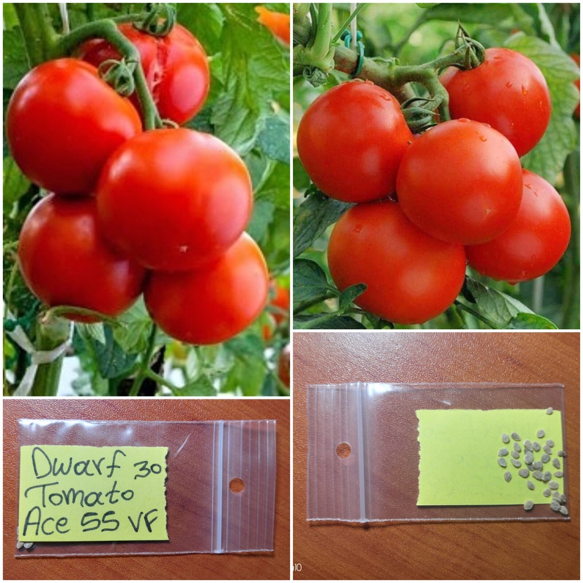 Ace Tomato Plant