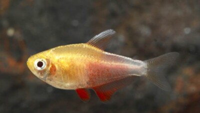 Orange Von Rio Flame Tetra (6 fish) | eBay