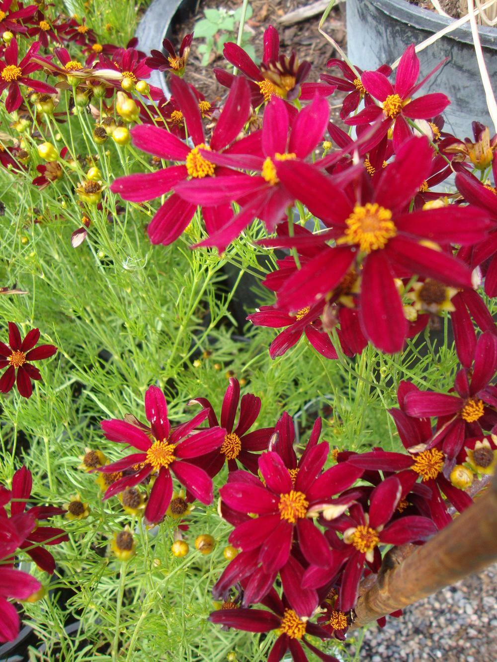 2001+Dwarf RED PLAINS COREOPSIS Seeds Native Wildflower Drought Heat ...