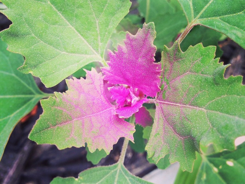 Lambs Quarters (2,000 Seeds) Tree spinach, Bathua, Quelite cenizo ...