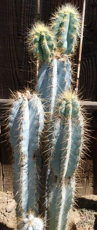 Pilocereus azureus “Blue Torch” Cactus 4 Inch Live Cutting | eBay