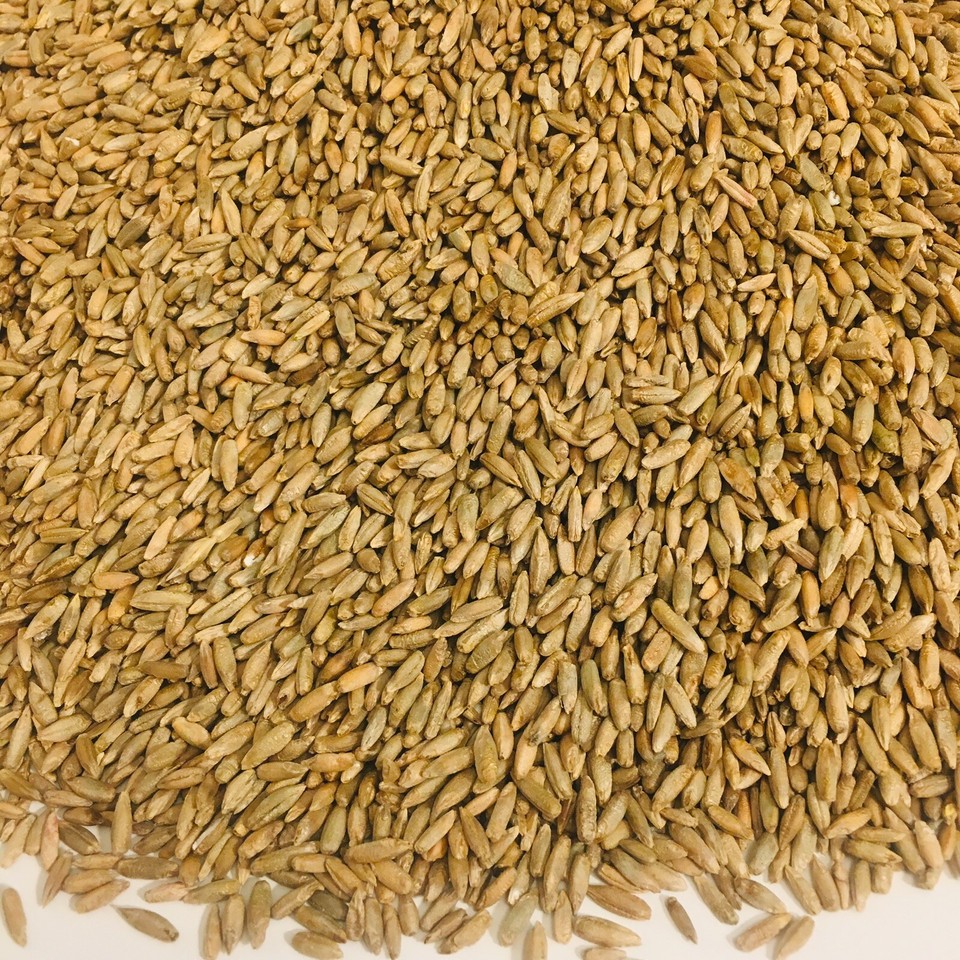 Rye Seed Whole Grain Kernels | eBay