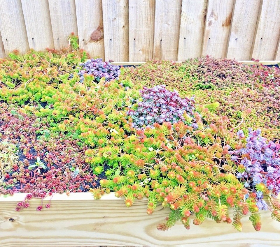 Triple Wheelie Bin Store with Green Roof Planter | eBay UK