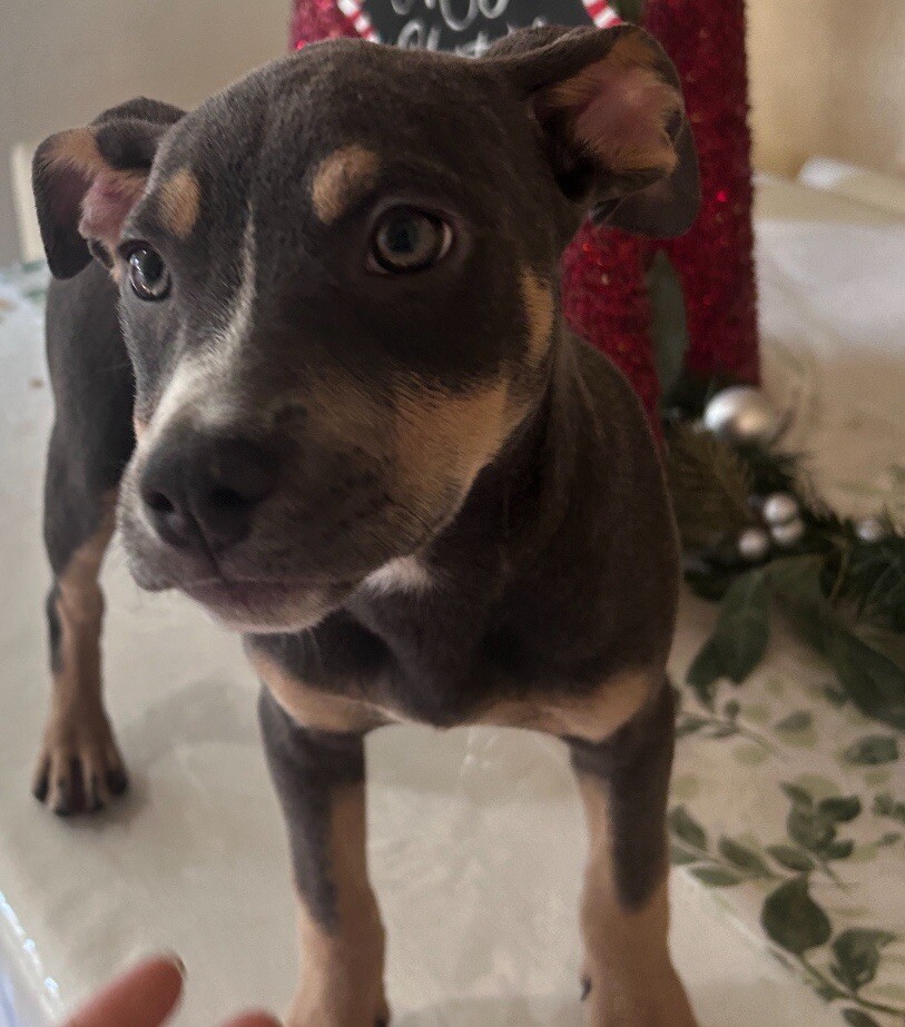 Need Puppies To Go To A Loving Home ASAP Contact Me If Interested | eBay