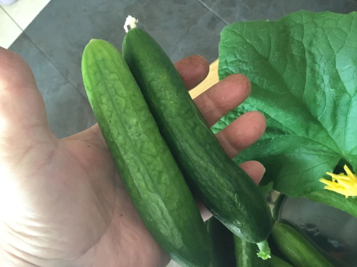 Cucumber Seeds Ebay