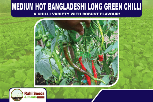 Medium Hot Bangladeshi Long Green Chilli - A Chilli Variety with Robust ...