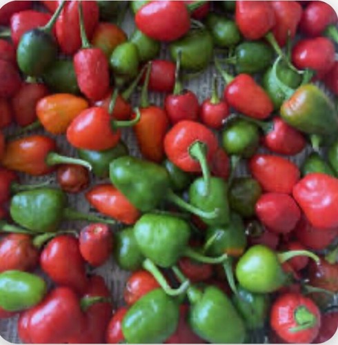 Chilli (Akabare Khursani) 60+ Seeds (Capsicum) Instructions Included Xx ...