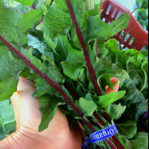 CHICORY Italiko Rosso RED DANDELION 125+ Seeds HEIRLOOM vegetable ...