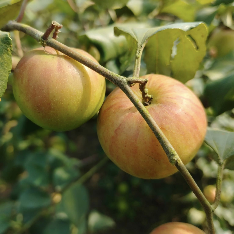 Hybrid Apple Ber Indian jujube ( Ball Sundari , Graft plant ) 1 Bare ...