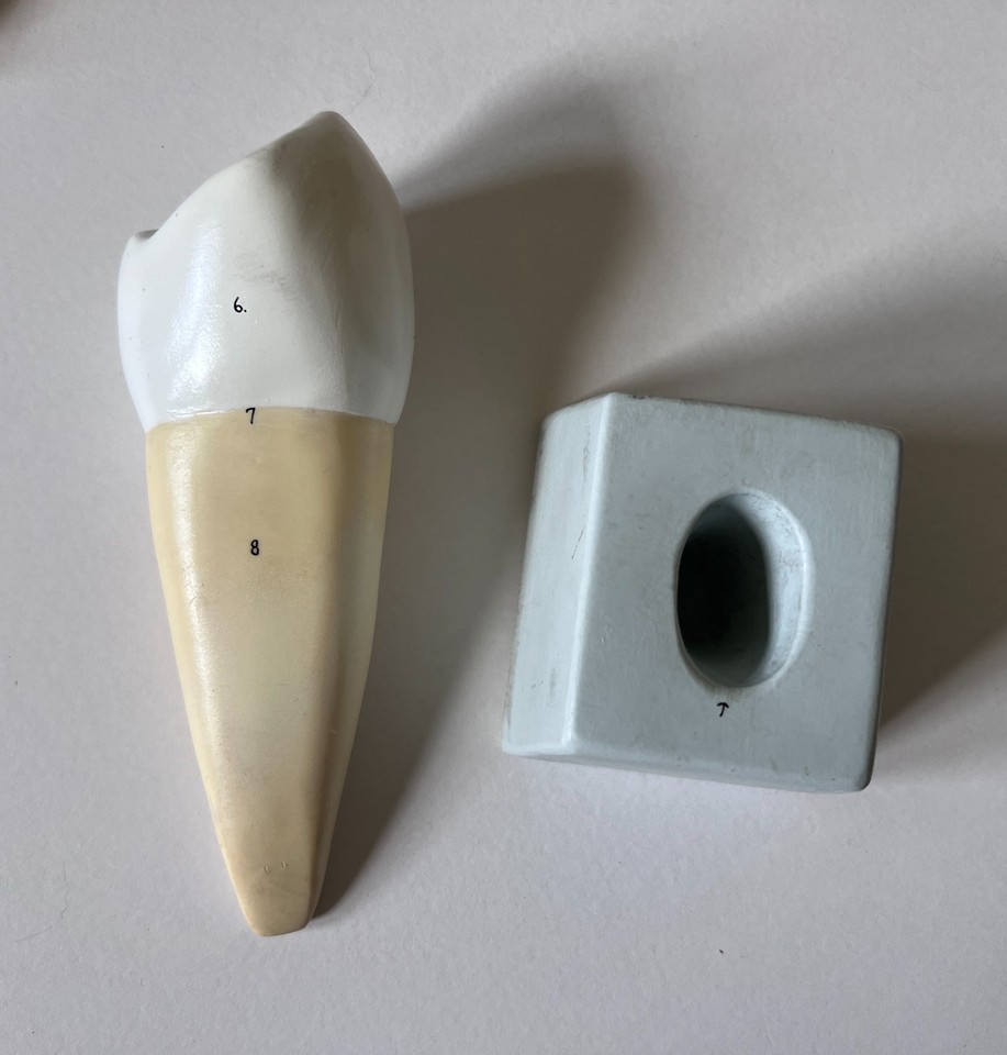 Human Tooth Models Set 5 Dental Anatomical Models Anatomy Vintage RARE ...