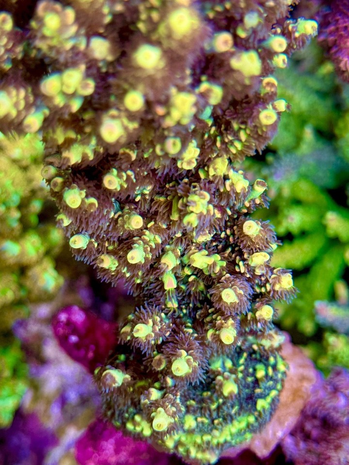 BK Chem Fruit Loops - Live Coral Frag SPS/Acropora | eBay