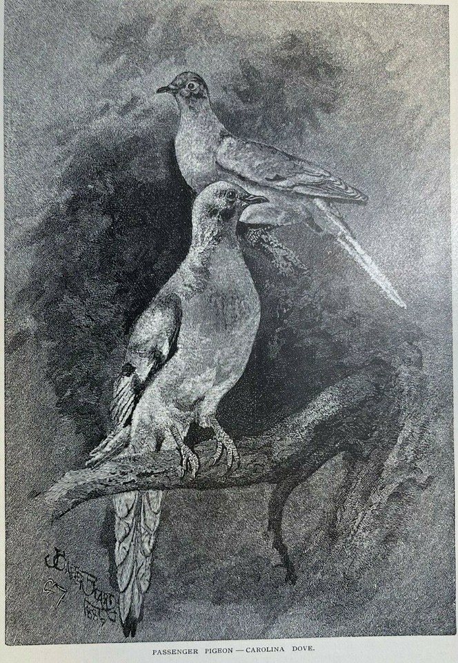 1888 Doves Turtle Dove King Dove White Headed Dove Passenger Pigeon | eBay