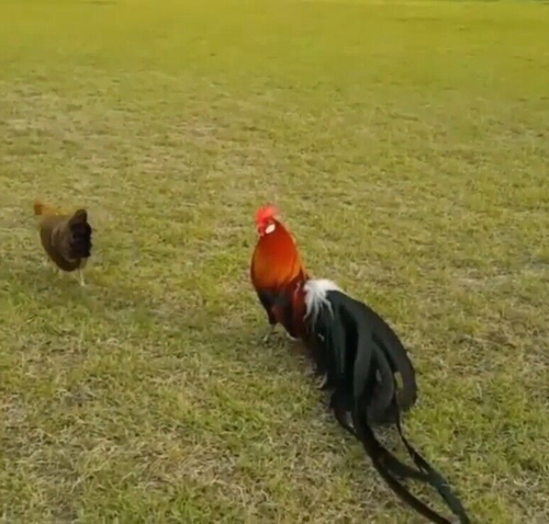 16 NPIP/AI CLEAN RED PHOENIX CHICKEN HATCHING EGGS SHOW QUALITY GRADE A ...