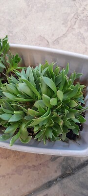 Aeonium haworthii "Pinwheel” Plant Rooted Succulent Free Ship Large ...