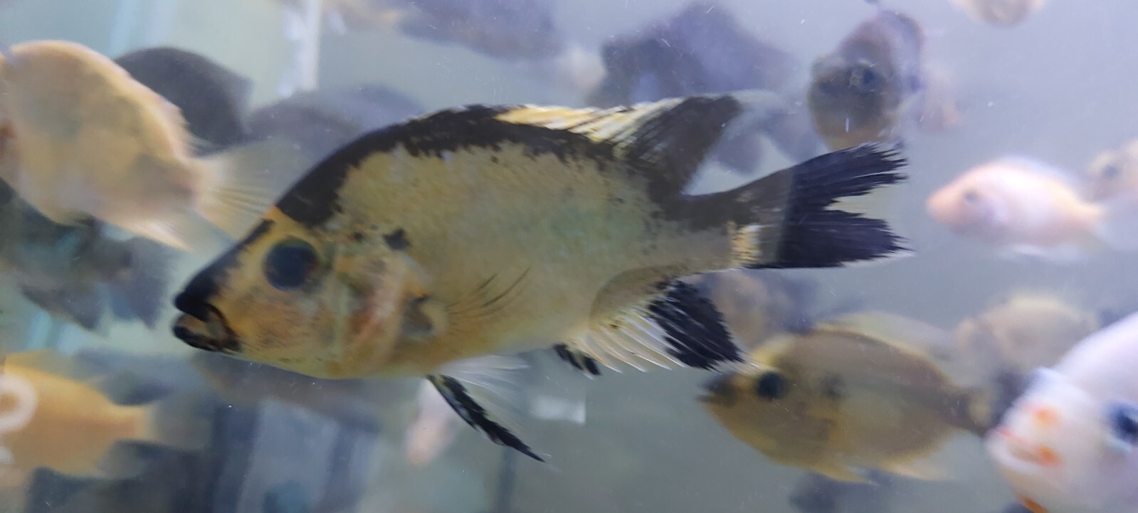 Midas cichlid x Vieja cichlid live fish hybrid. | eBay