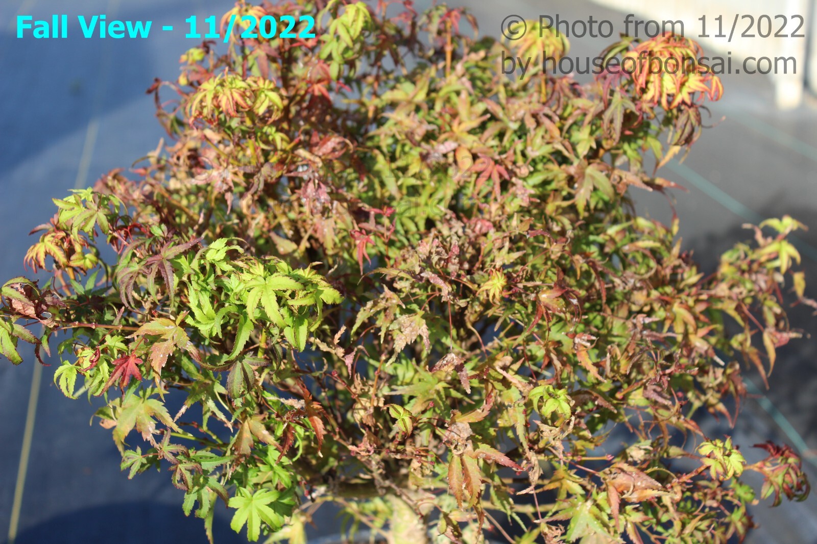 Dwarf Japanese Green Maple 'Sharp's Pygmy' Pre-Bonsai Tree - 1 Gallon ...
