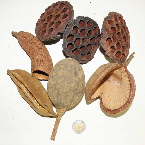 Lot Of 7 Tropical Flower Seeds For Decoration (006) | eBay