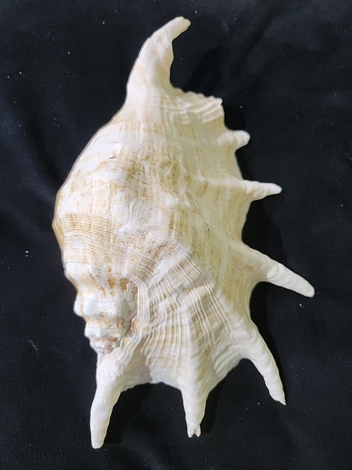Large Spider Chiragra Conch Shell, Natural Seashell Coastal Aquarium ...