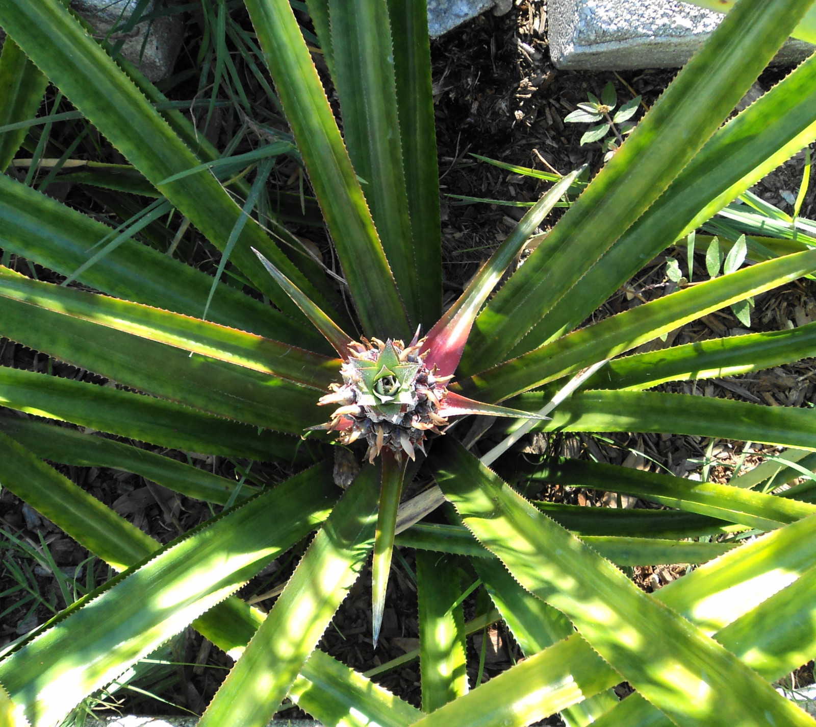 PINEAPPLE PLANT - Kona Sugarloaf Bare-root 6-12"+ plants- SUPER sweet ...