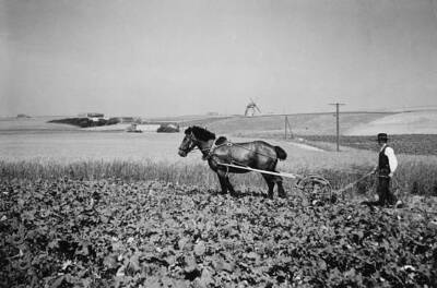 Hoeing Turnips In Jutland 1935 OLD PHOTO | eBay